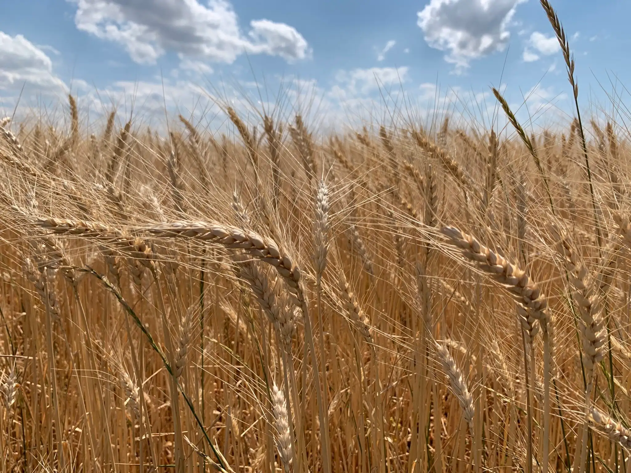 RWA Agriculture